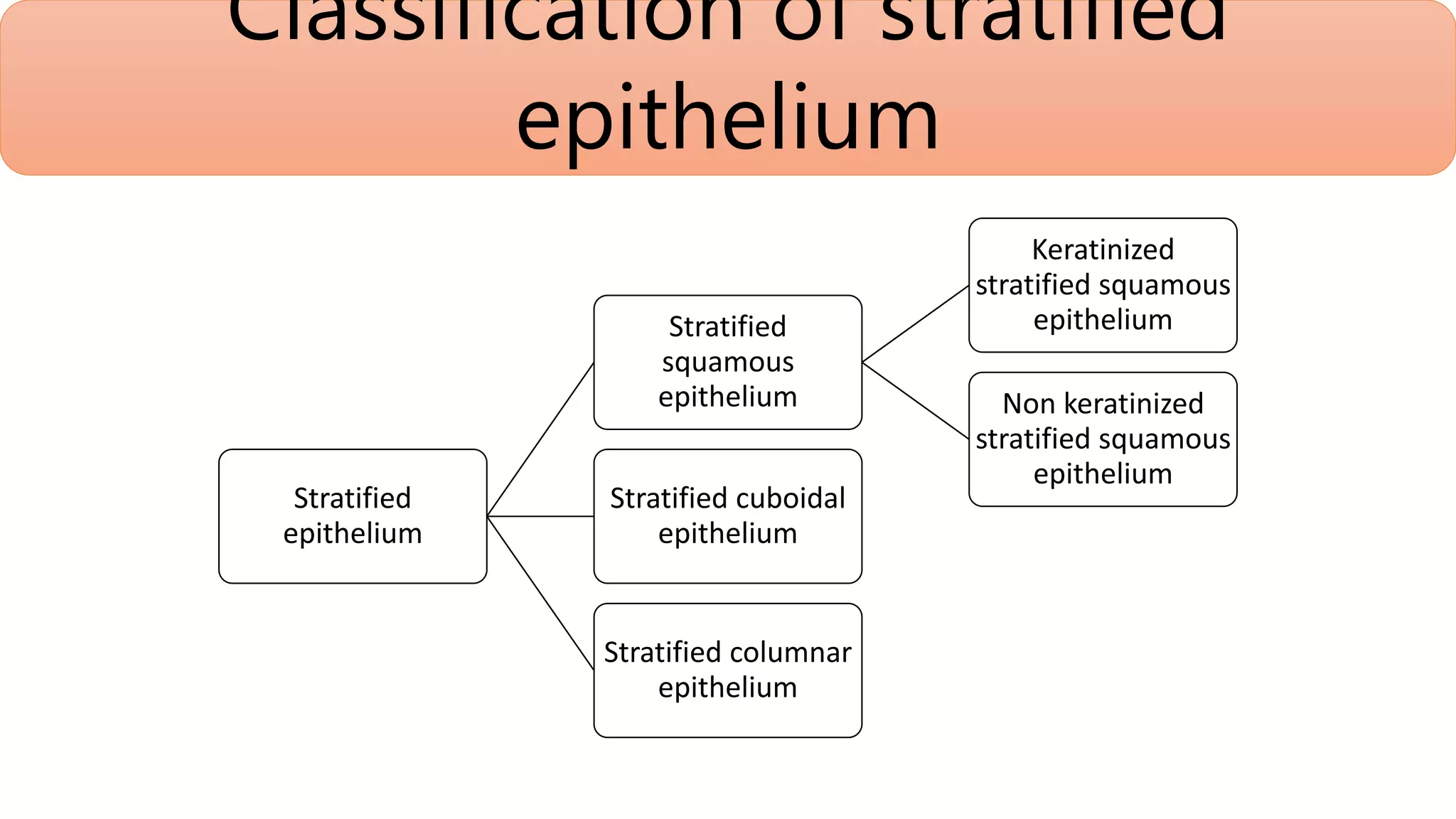 epithelial tissue histology ppt.pptx