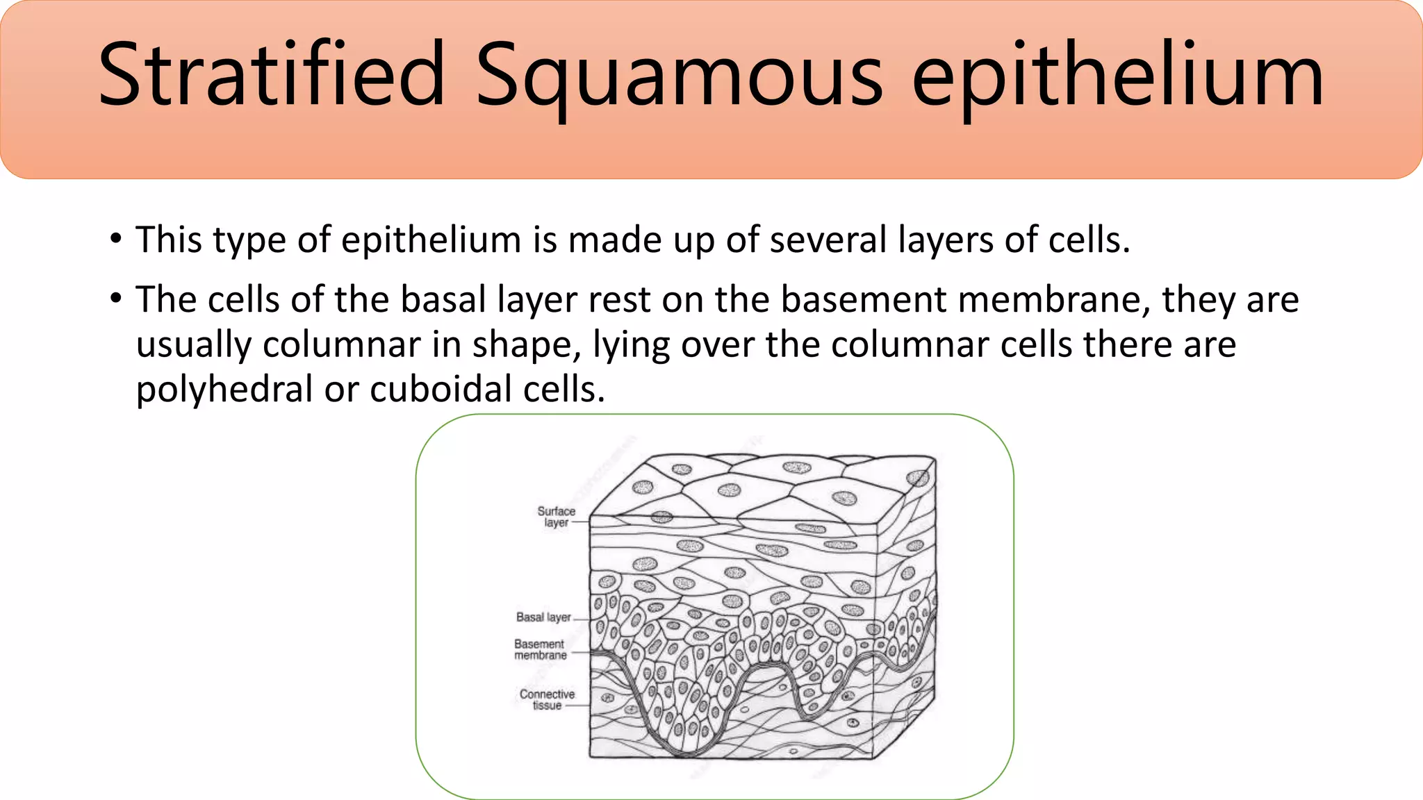 epithelial tissue histology ppt.pptx