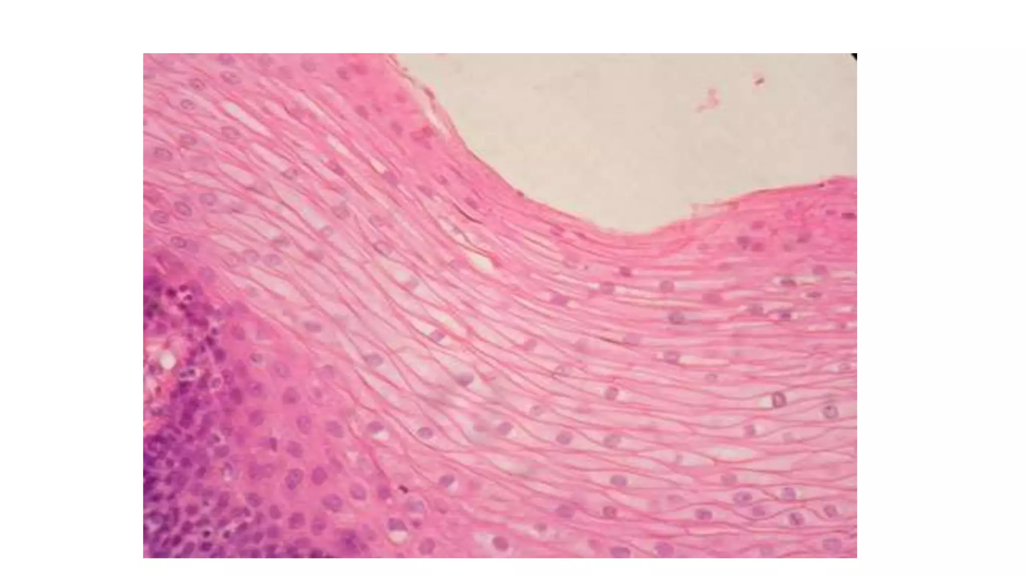 epithelial tissue histology ppt.pptx