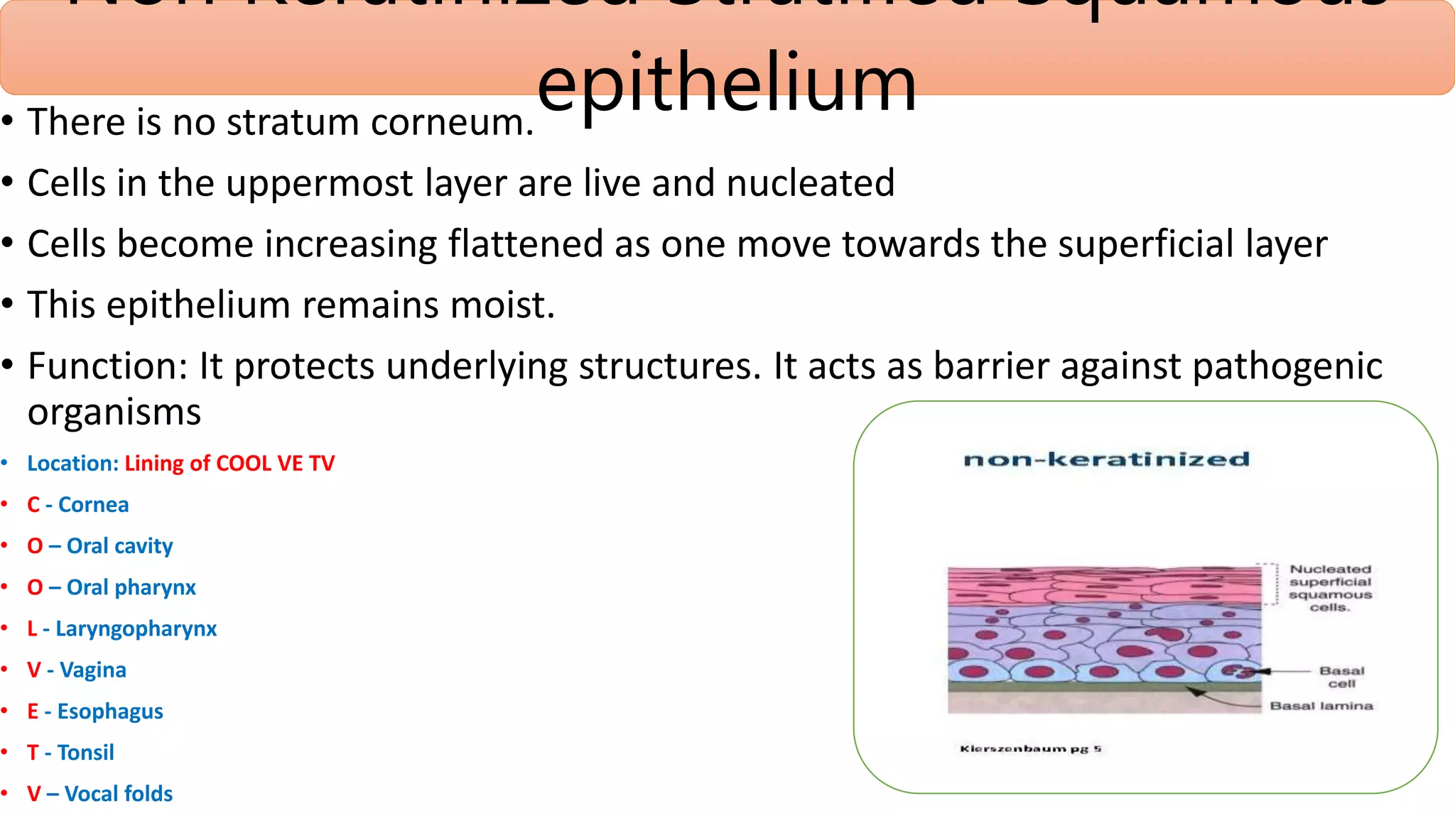 epithelial tissue histology ppt.pptx