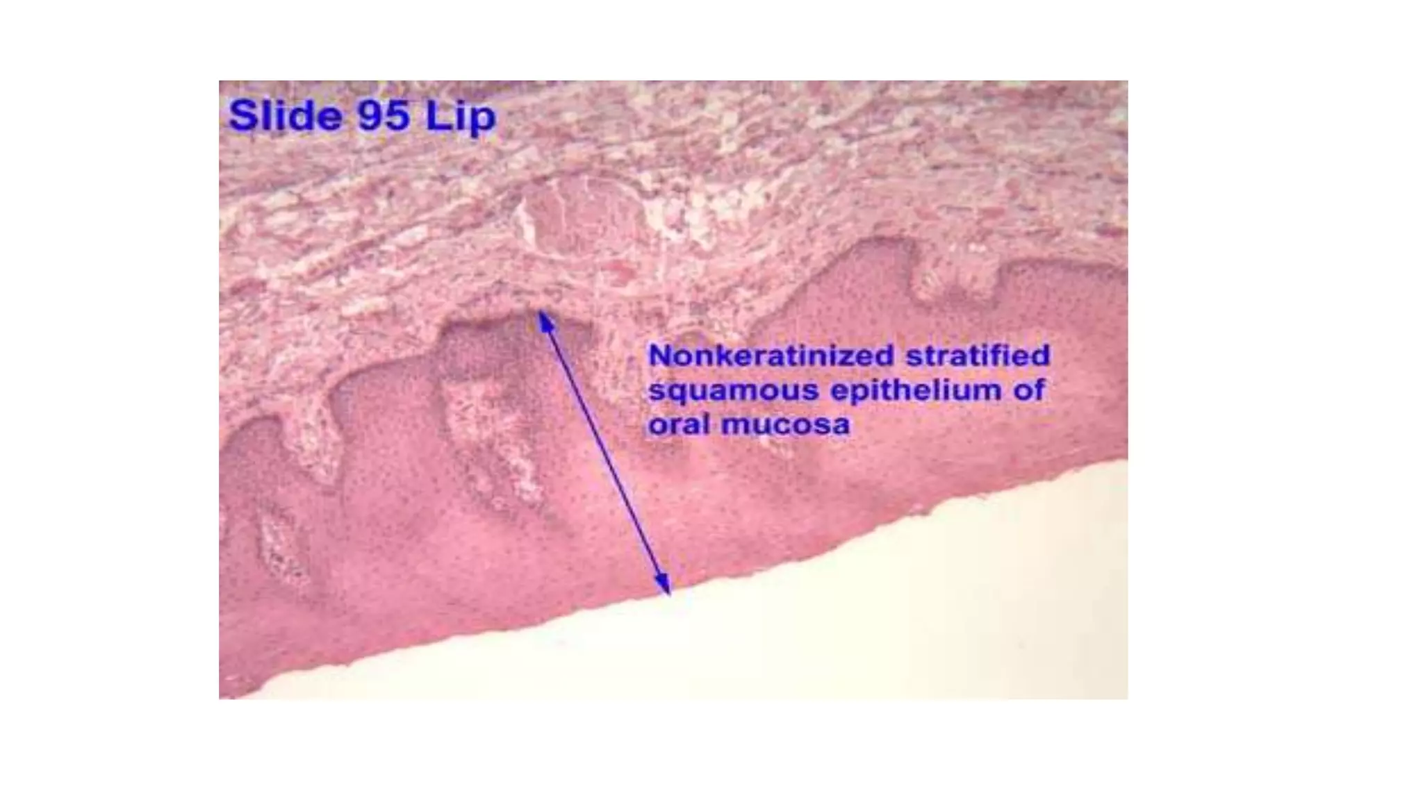 epithelial tissue histology ppt.pptx