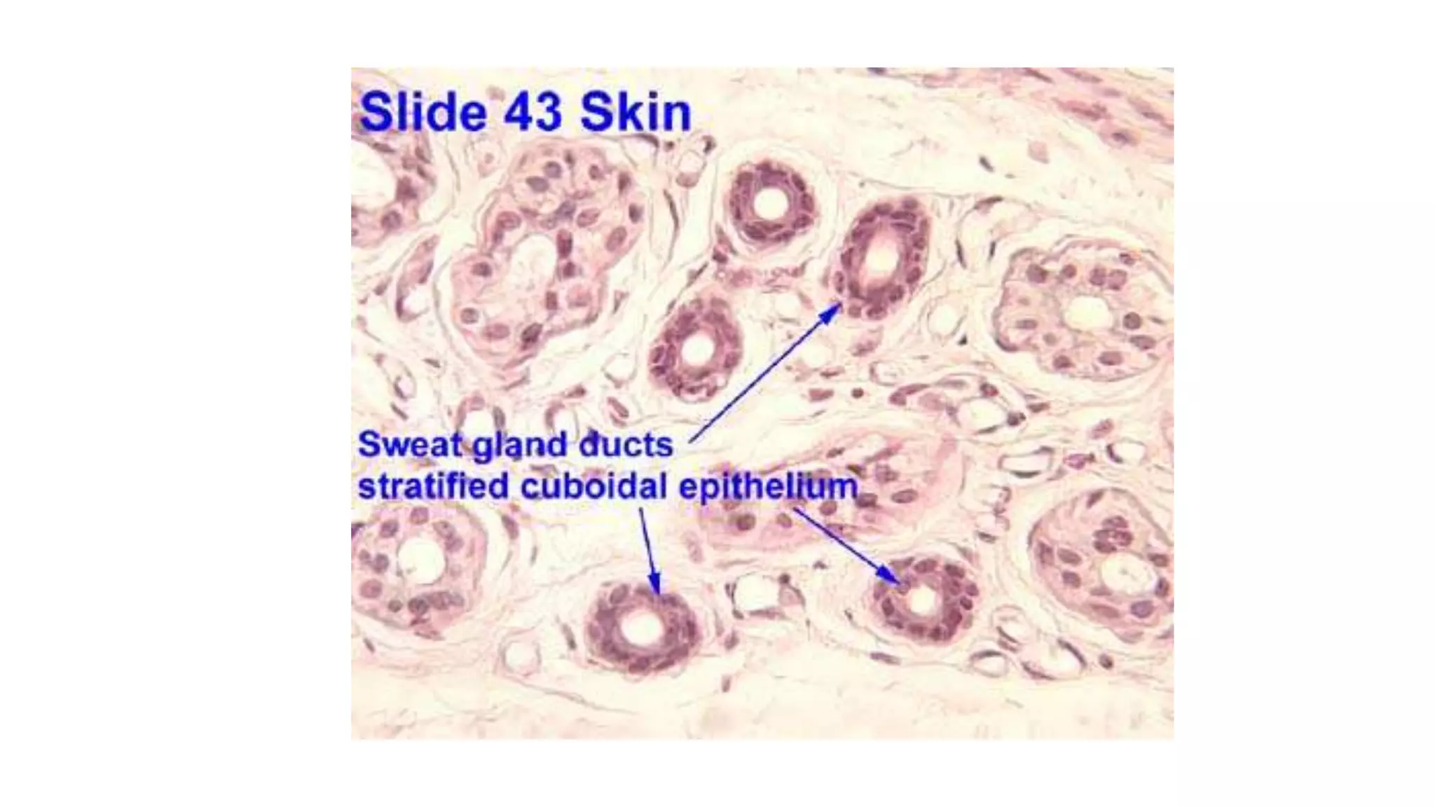 epithelial tissue histology ppt.pptx