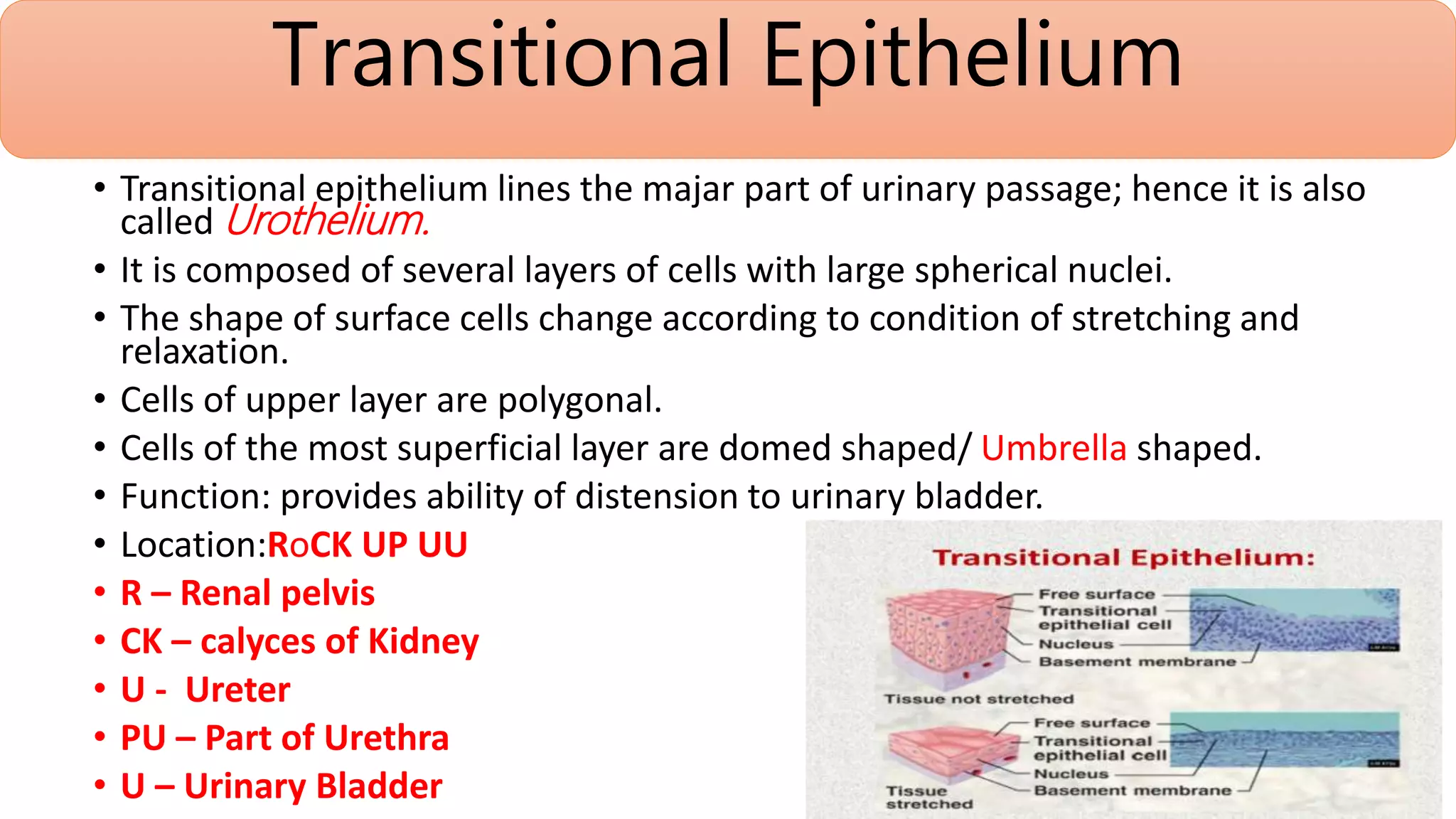 epithelial tissue histology ppt.pptx