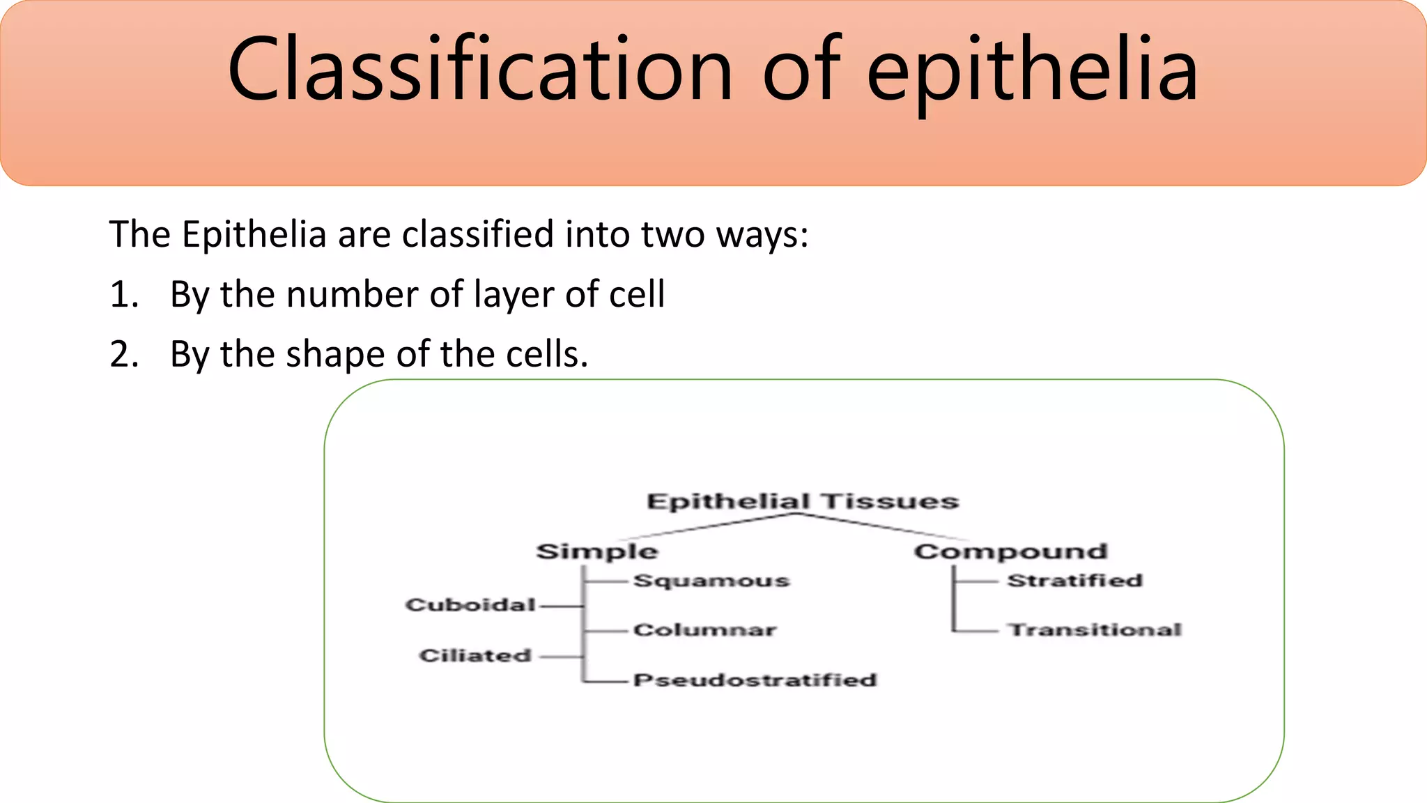 epithelial tissue histology ppt.pptx