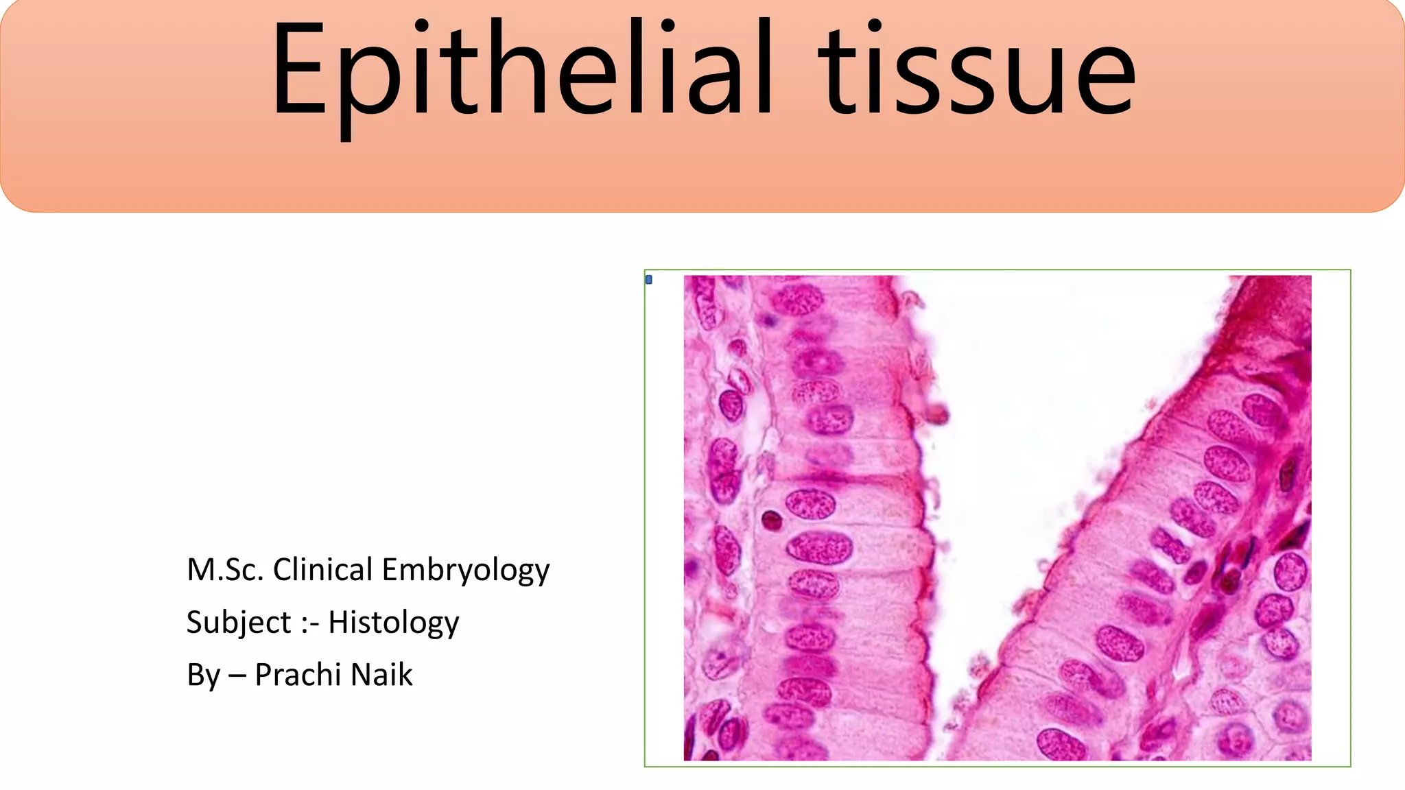 epithelial tissue histology ppt.pptx