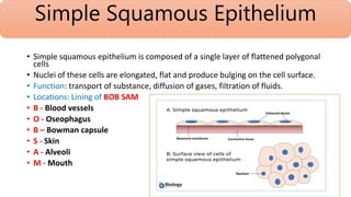 epithelial tissue histology ppt.pptx | Biological Sciences | Science