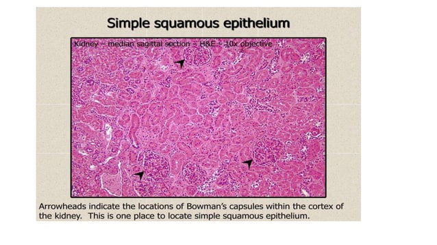 epithelial tissue histology ppt.pptx | Biological Sciences | Science