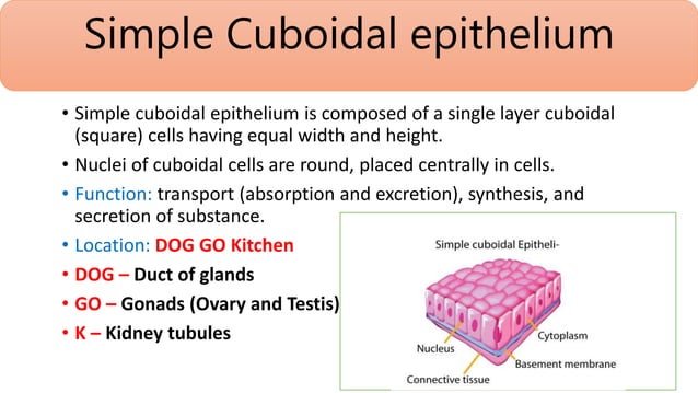 epithelial tissue histology ppt.pptx | Biological Sciences | Science