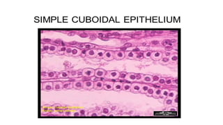 epithelial tissue histology ppt.pptx