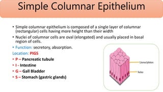 epithelial tissue histology ppt.pptx