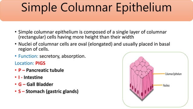 epithelial tissue histology ppt.pptx | Biological Sciences | Science