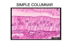 epithelial tissue histology ppt.pptx
