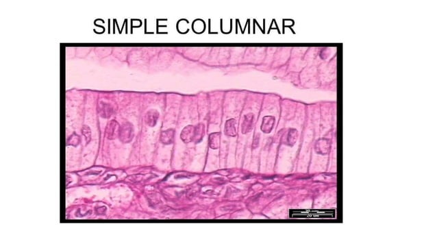 epithelial tissue histology ppt.pptx | Biological Sciences | Science