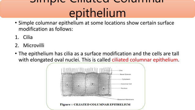 epithelial tissue histology ppt.pptx | Biological Sciences | Science