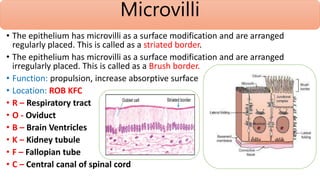 epithelial tissue histology ppt.pptx