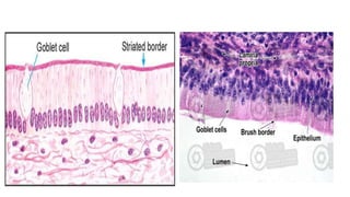 epithelial tissue histology ppt.pptx
