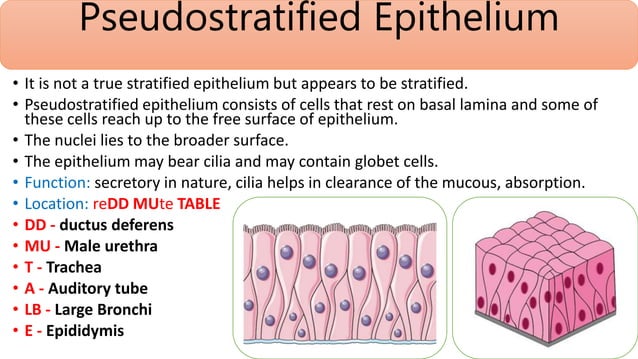 epithelial tissue histology ppt.pptx | Biological Sciences | Science