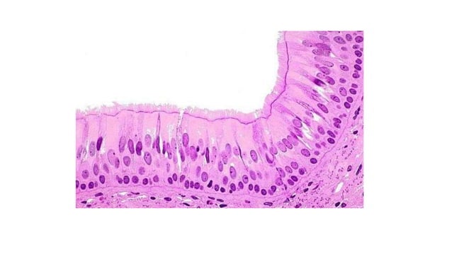 epithelial tissue histology ppt.pptx | Biological Sciences | Science