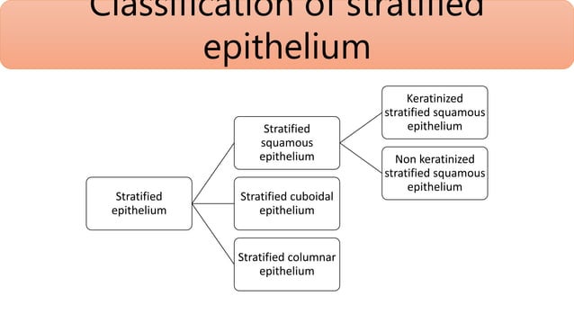 epithelial tissue histology ppt.pptx | Biological Sciences | Science