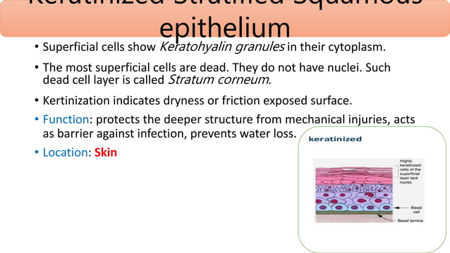epithelial tissue histology ppt.pptx | Biological Sciences | Science