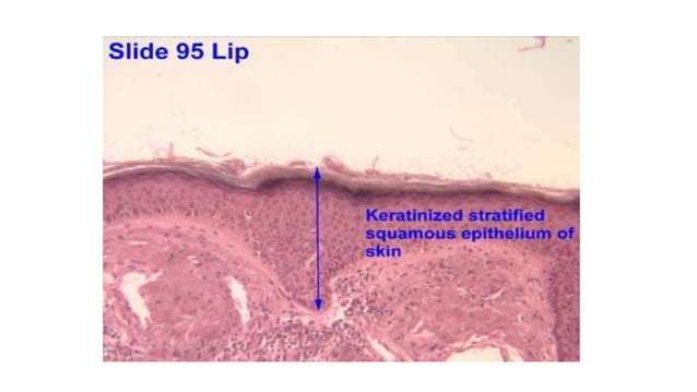 epithelial tissue histology ppt.pptx | Biological Sciences | Science