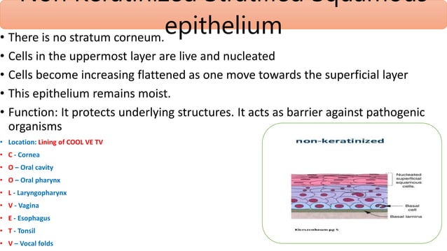 epithelial tissue histology ppt.pptx | Biological Sciences | Science
