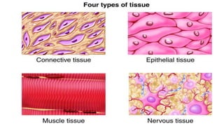 epithelial tissue histology ppt.pptx