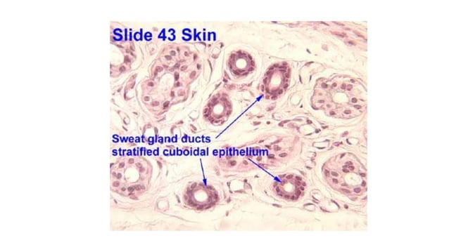 epithelial tissue histology ppt.pptx | Biological Sciences | Science