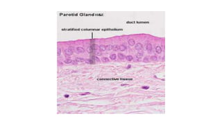 epithelial tissue histology ppt.pptx