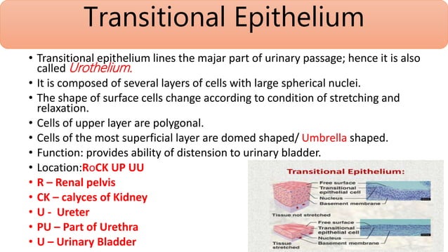epithelial tissue histology ppt.pptx | Biological Sciences | Science