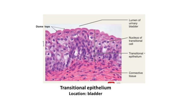 epithelial tissue histology ppt.pptx | Biological Sciences | Science