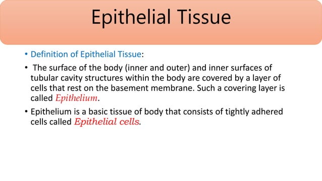 epithelial tissue histology ppt.pptx | Biological Sciences | Science