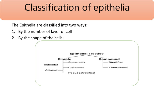 epithelial tissue histology ppt.pptx | Biological Sciences | Science
