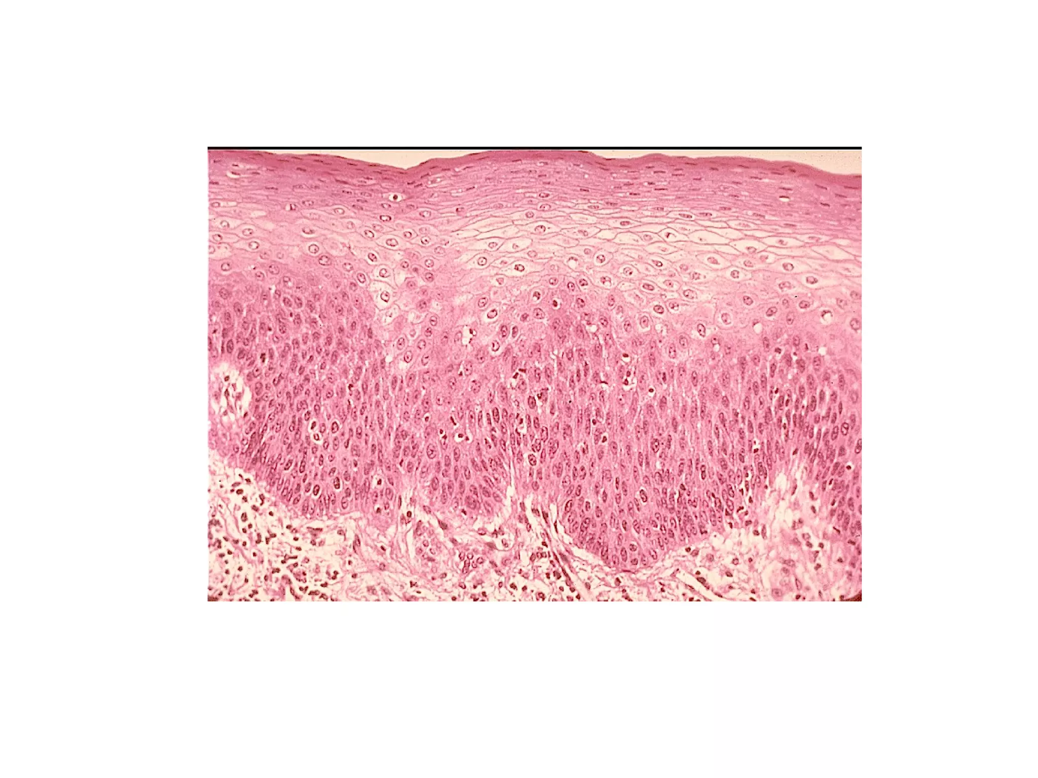 Epithelial tissue identification | PPT