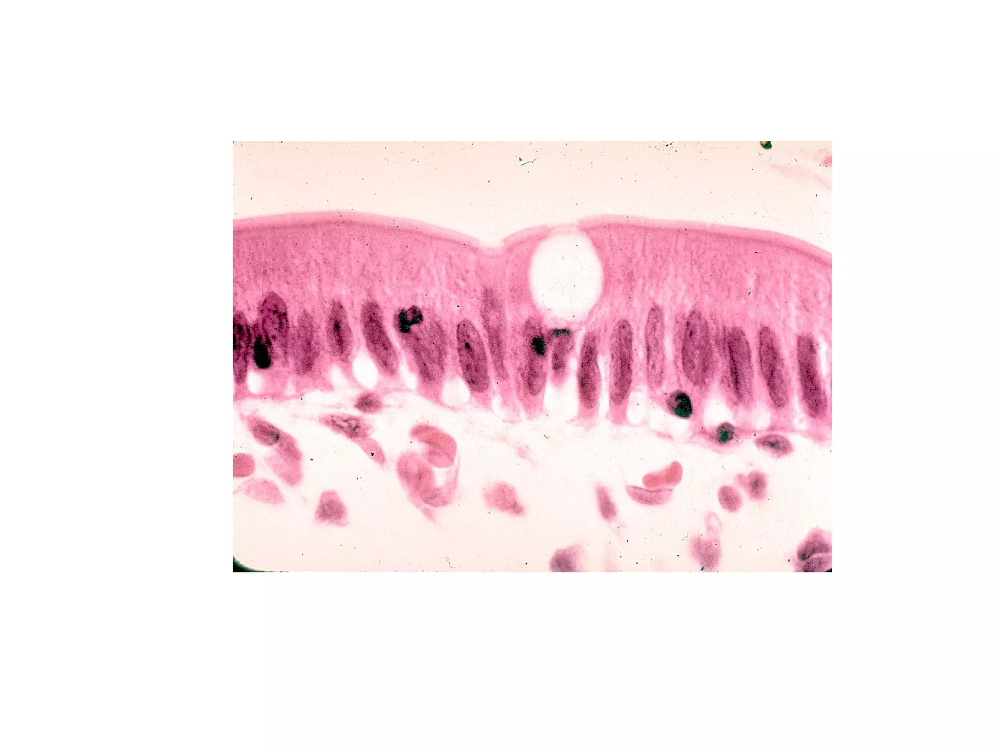 Epithelial tissue identification | PPT