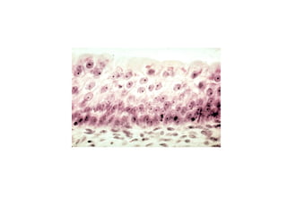 Epithelial tissue identification | PPT