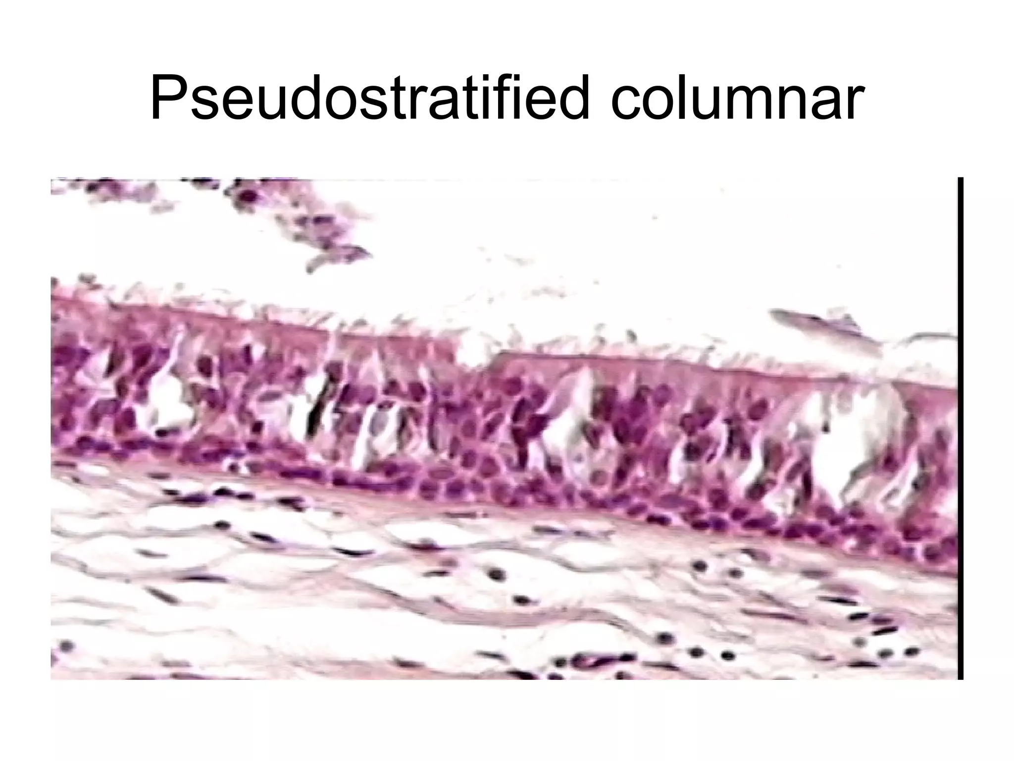 Epithelial tissue identification | PPT | Biological Sciences | Science