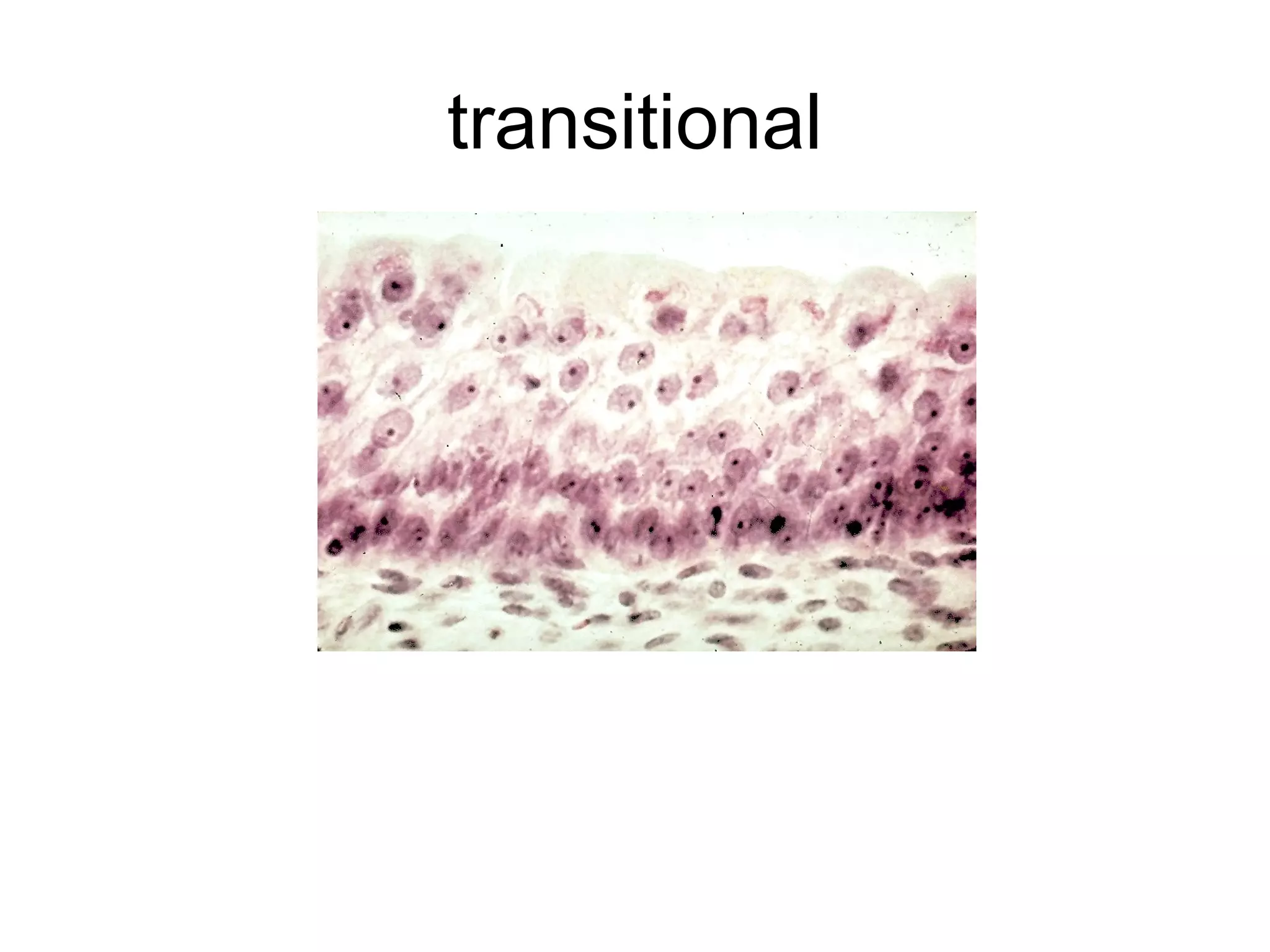Epithelial tissue identification | PPT | Biological Sciences | Science