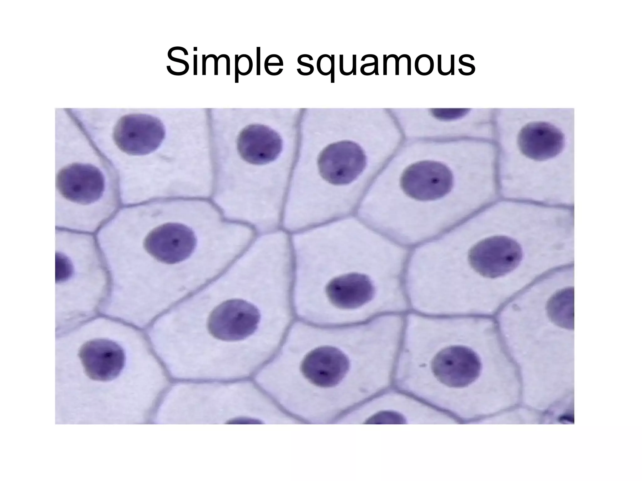 Epithelial tissue identification | PPT | Biological Sciences | Science