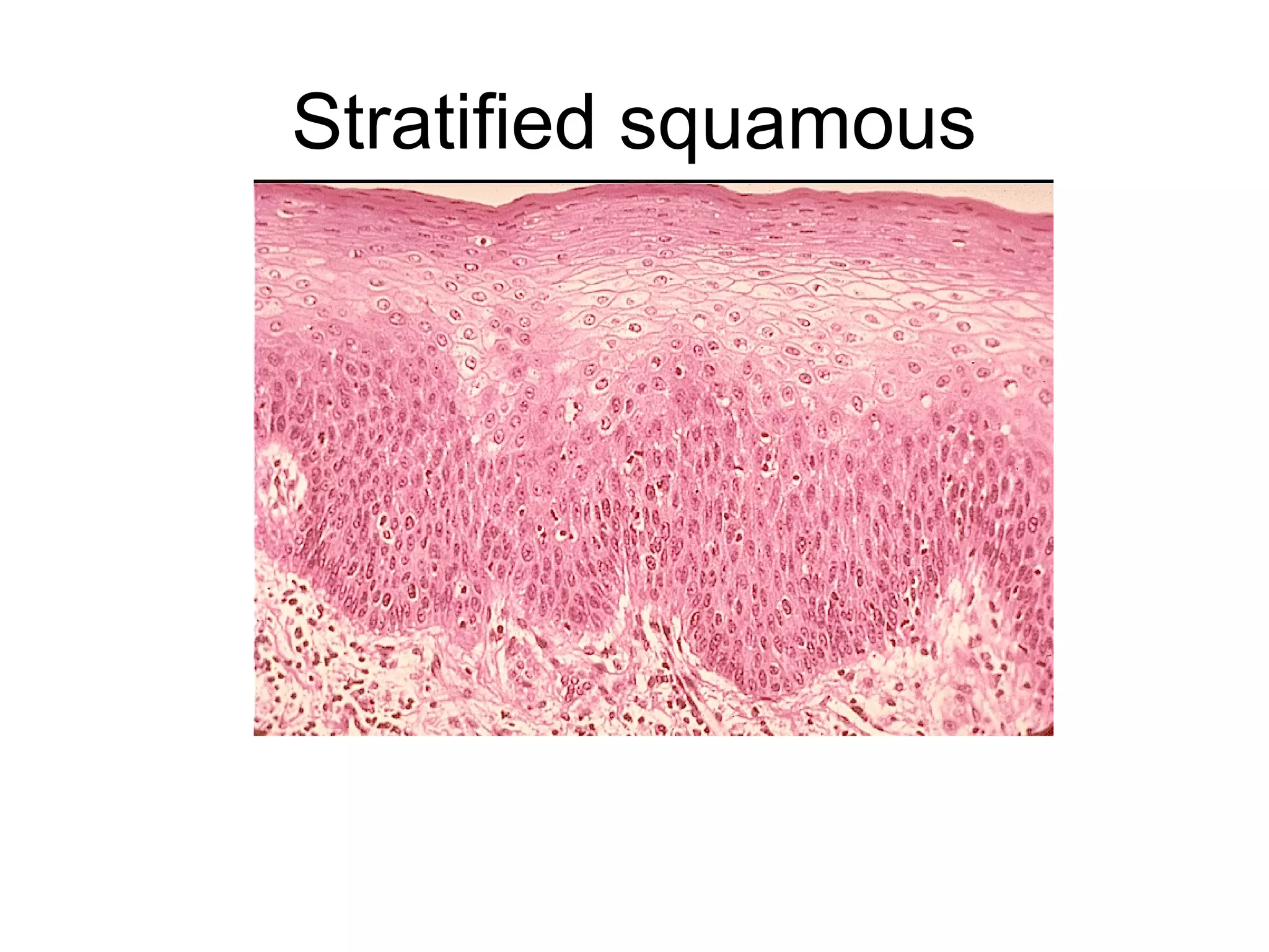 Epithelial tissue identification | PPT