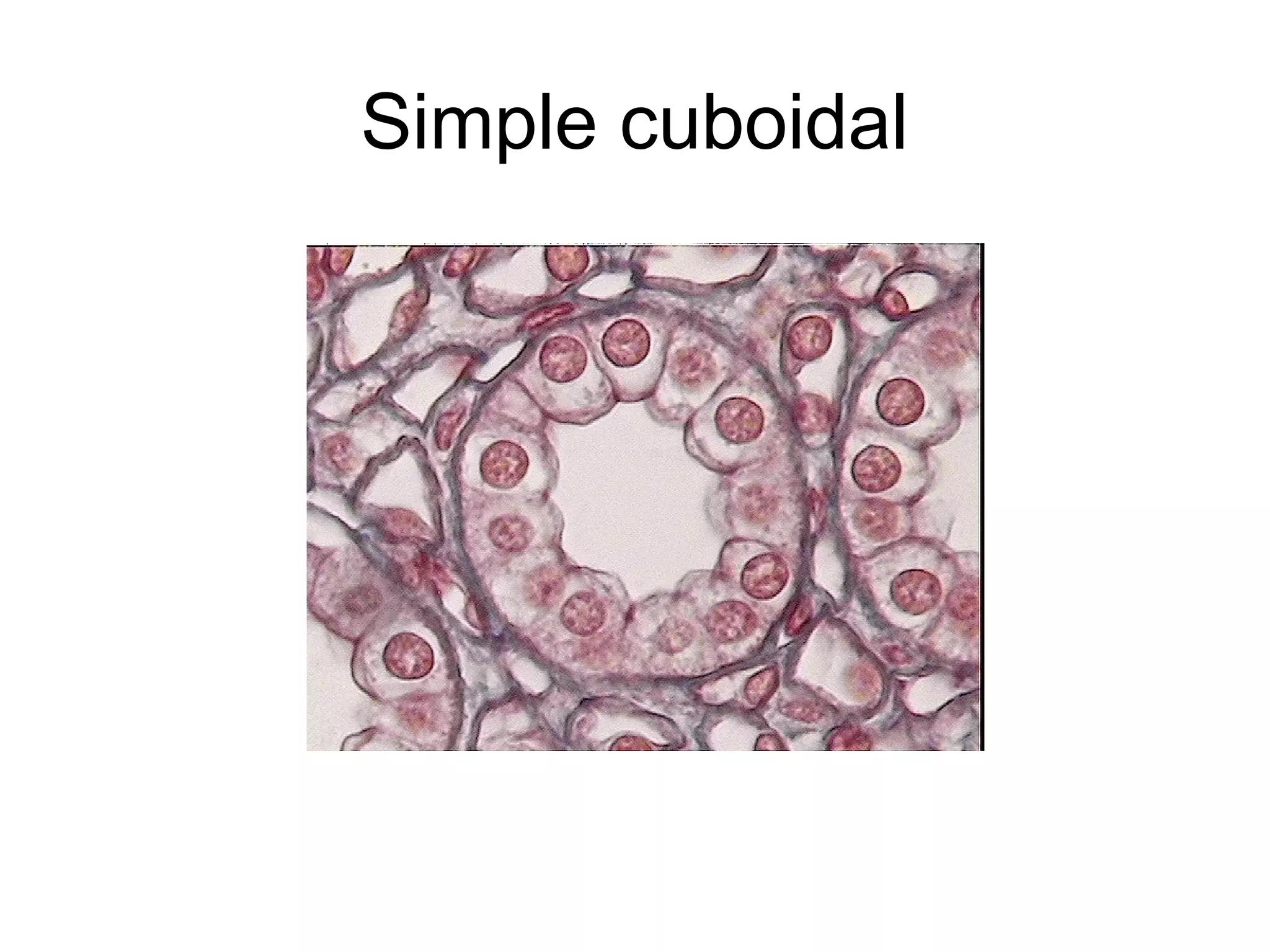 Epithelial tissue identification | PPT