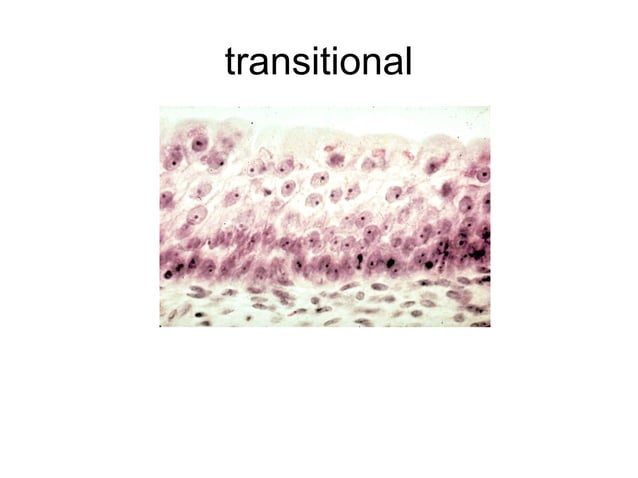 Epithelial tissue identification | PPT