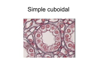 Epithelial tissue identification | PPT