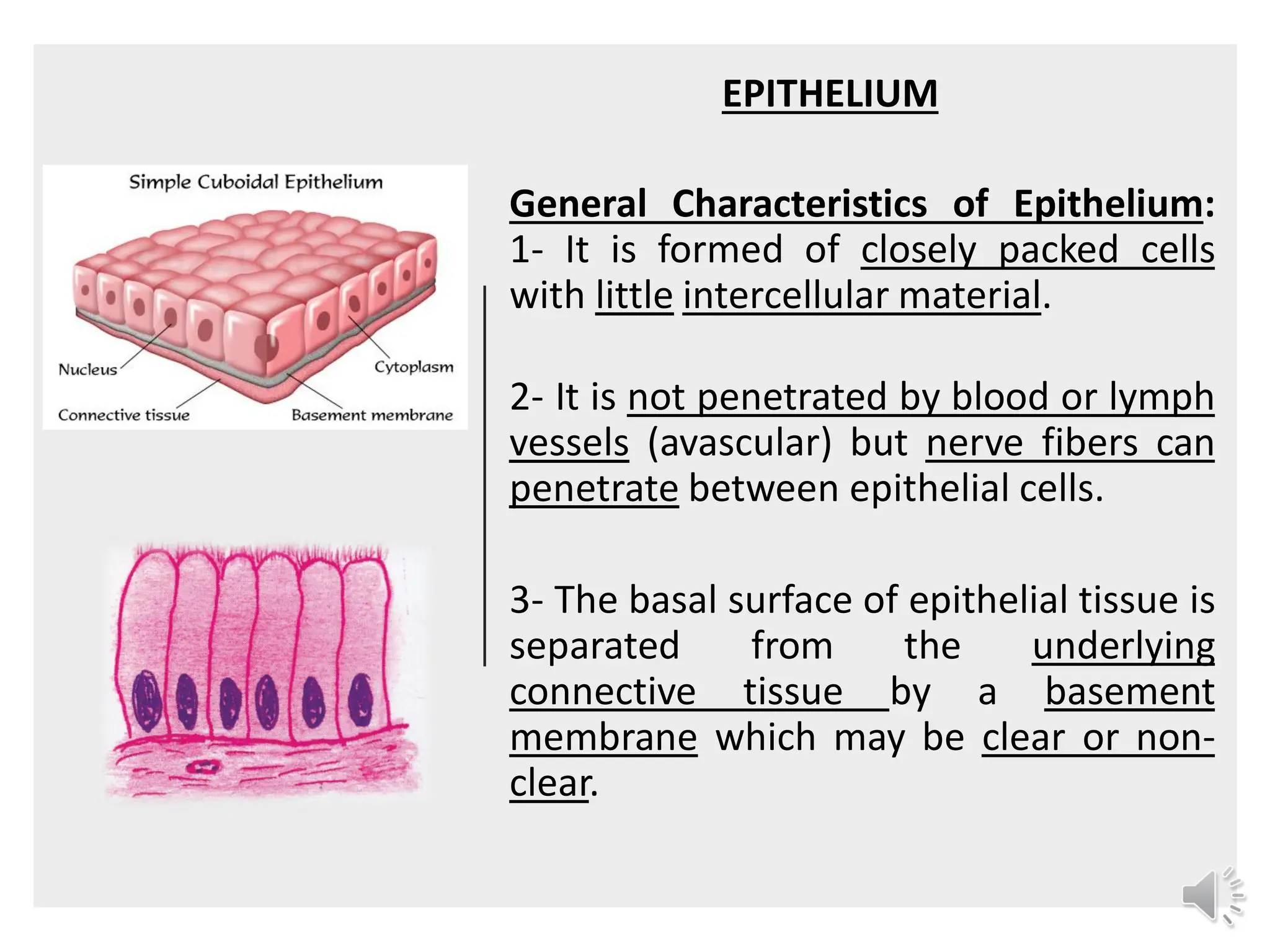 Epithelial tissue histology (Lecture).pdf