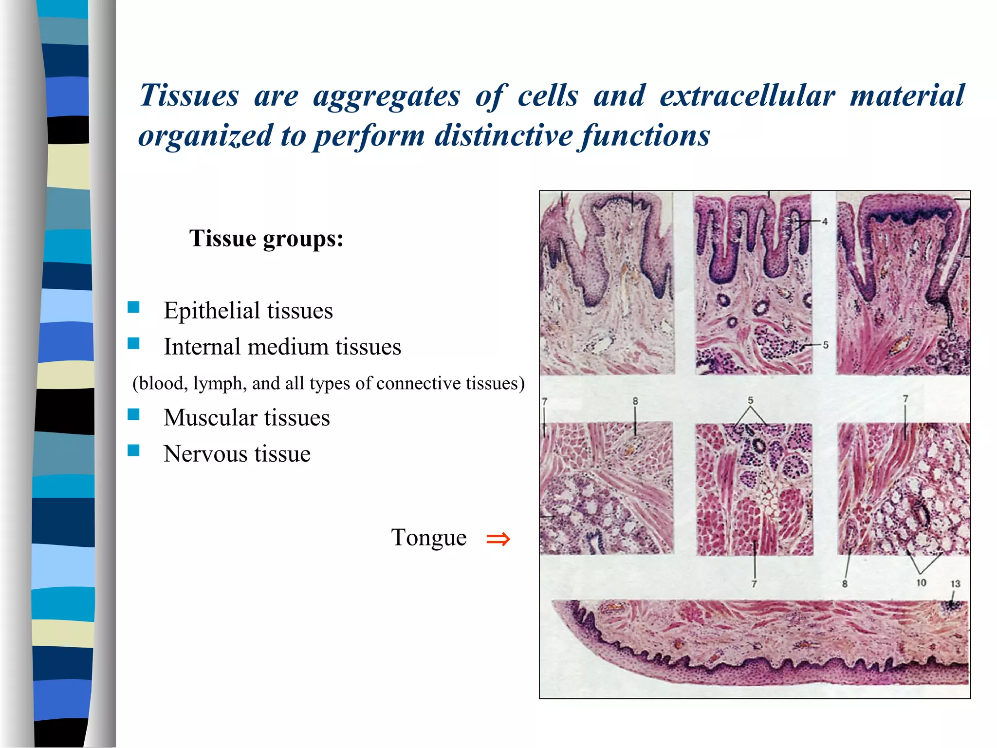 Epithelial tissues | PPT