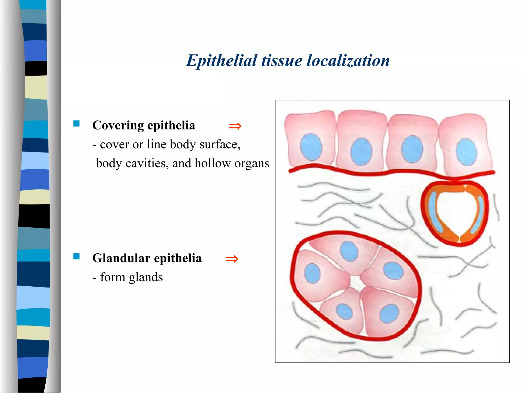 Epithelial tissues | PPT