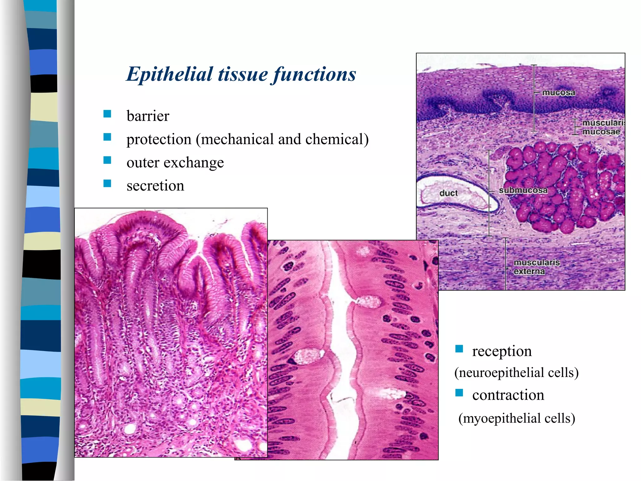 Epithelial tissues | PPT