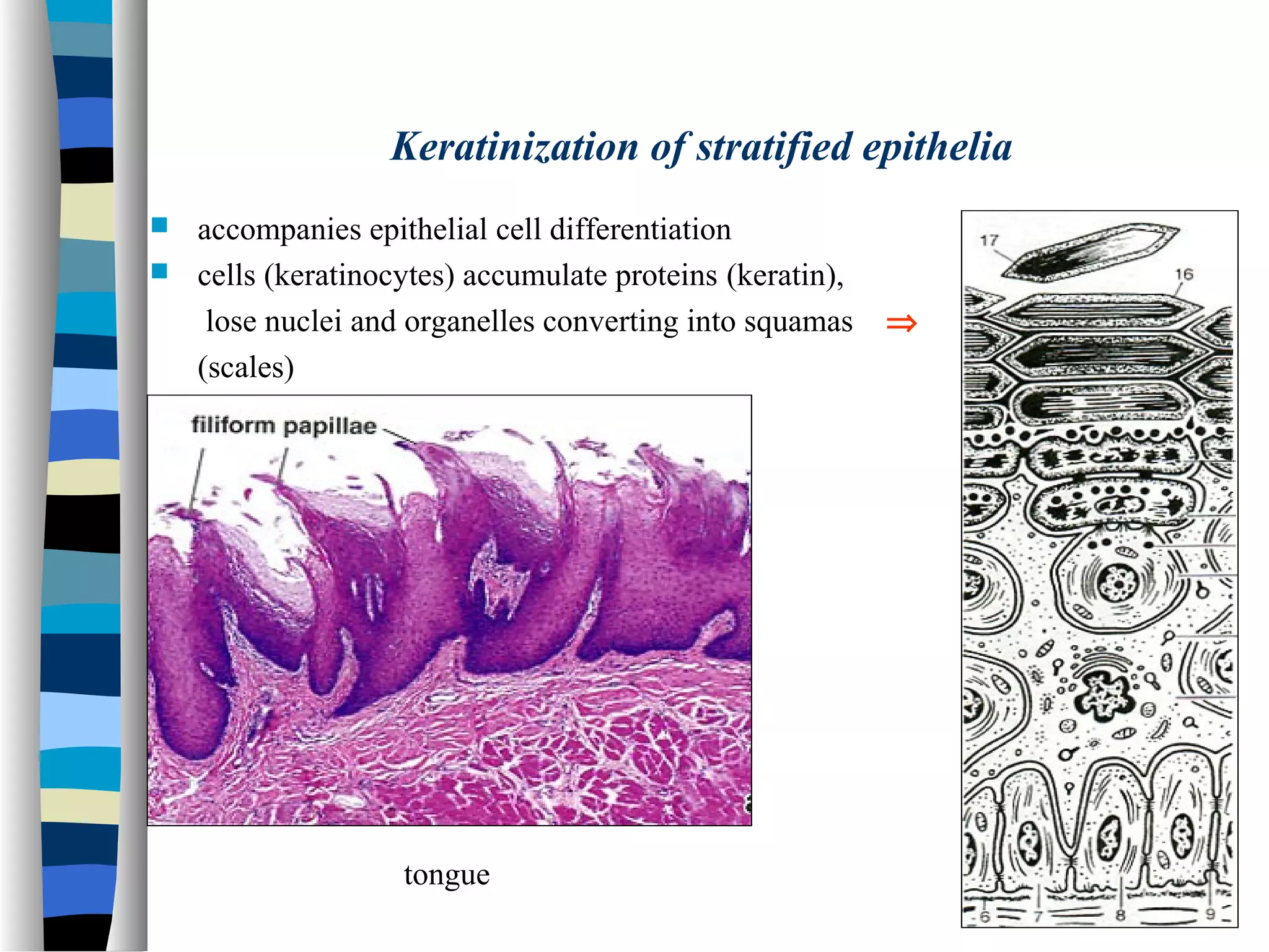 Epithelial tissues | PPT