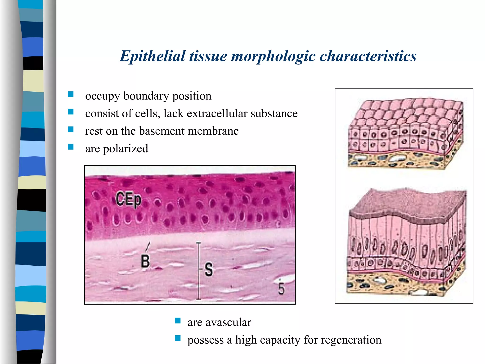 Epithelial tissues | PPT