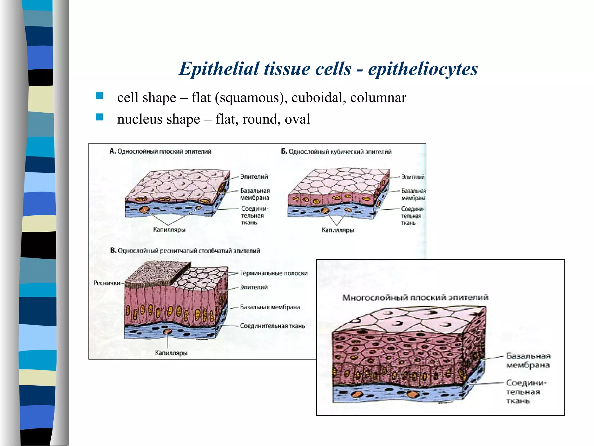Epithelial tissues | PPT